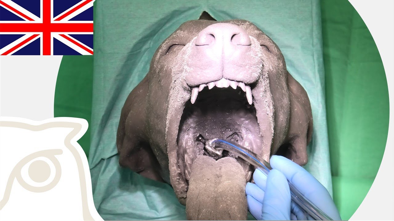 CSL: Intubation of Dogs and Cats - YouTube
