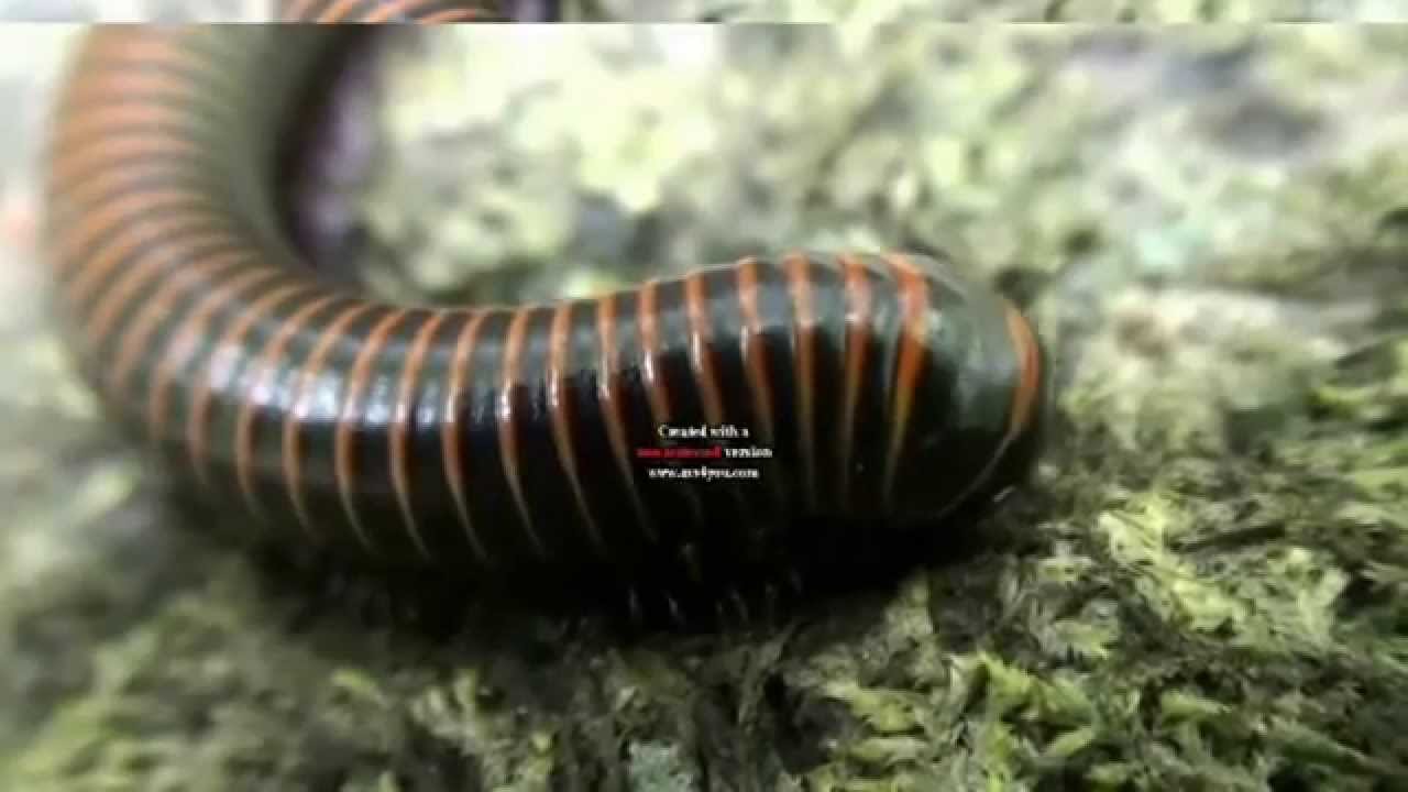 Spirobolus grazing - YouTube