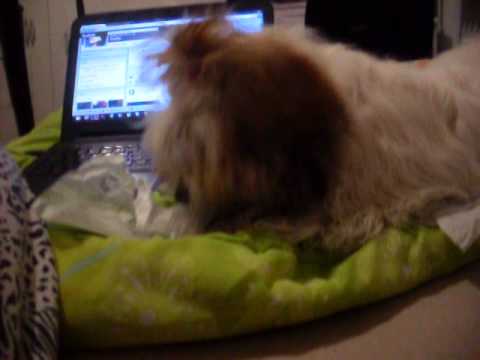 Dog destroying paper - YouTube