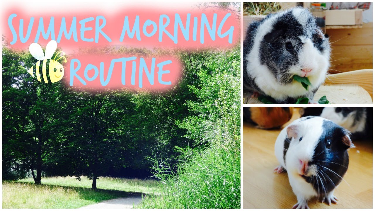 Guinea Pig Summer Morning Routine - YouTube