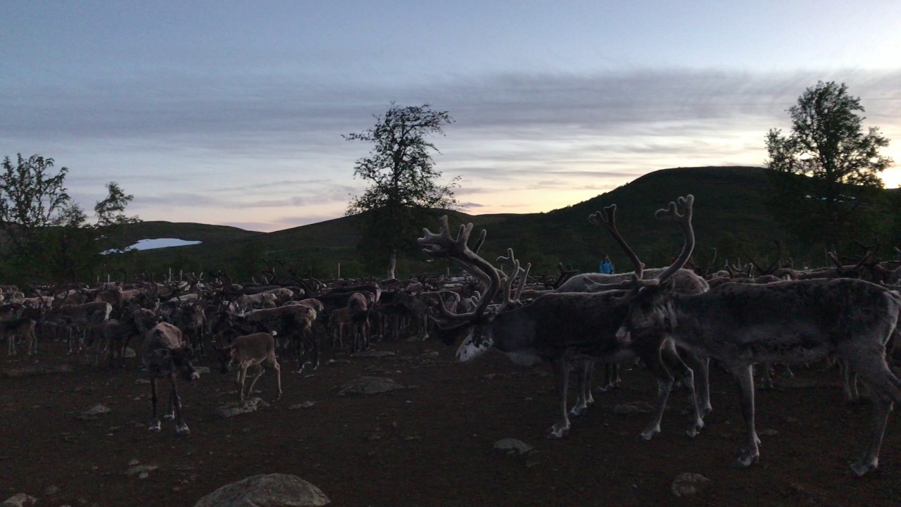 Reindeer calf marking Lapland - YouTube