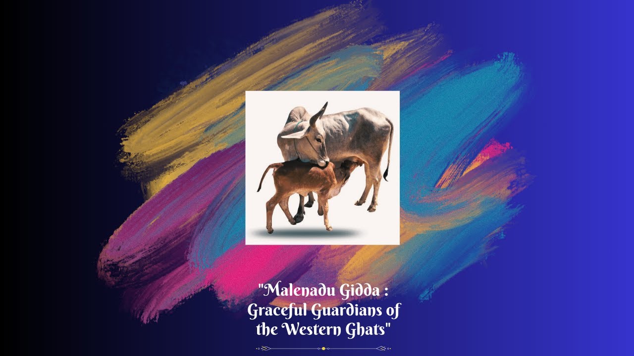 "Malenadu Gidda : Graceful Guardians of the Western Ghats" - YouTube
