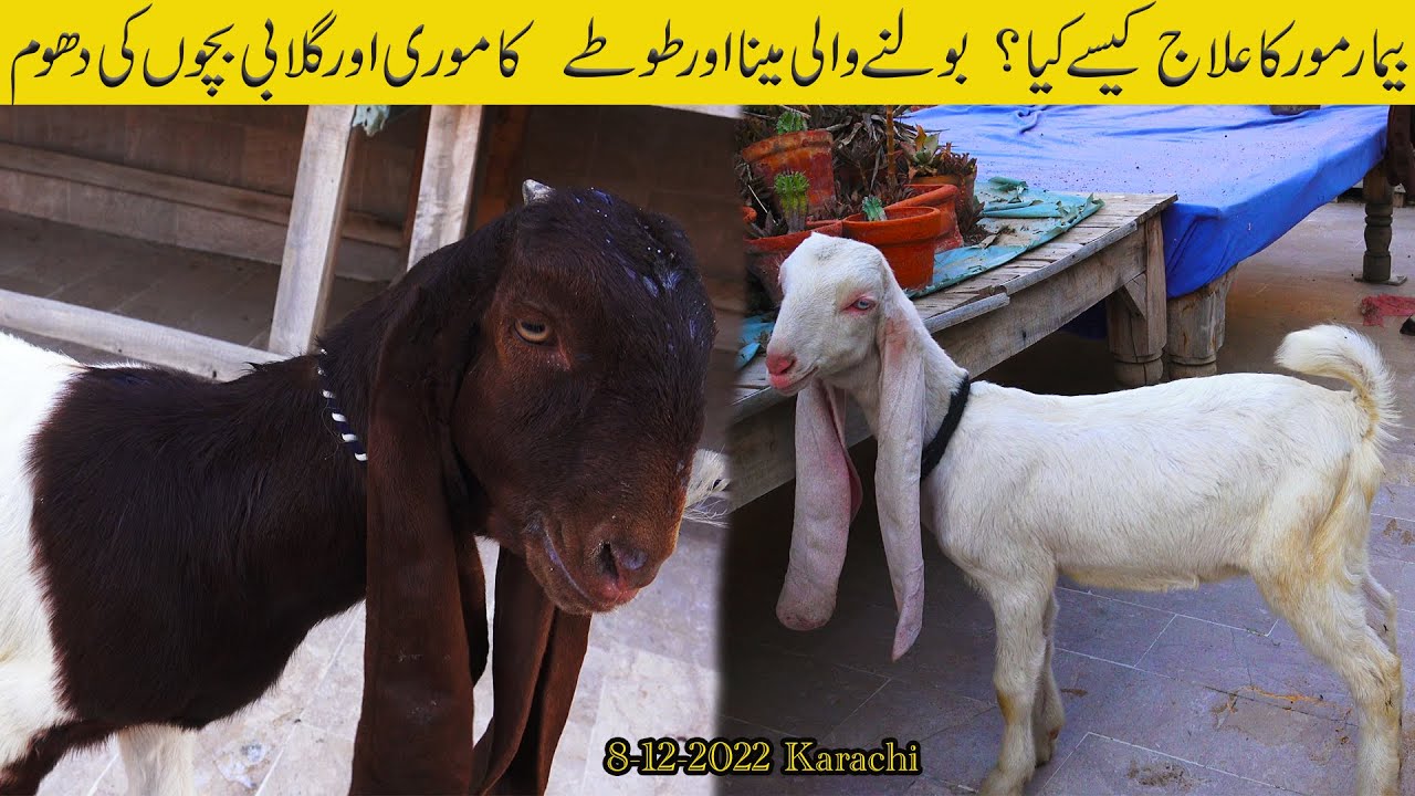 Gulabi and Kamori Goats | Sick Peacock Recovery | Talking Myna and ...