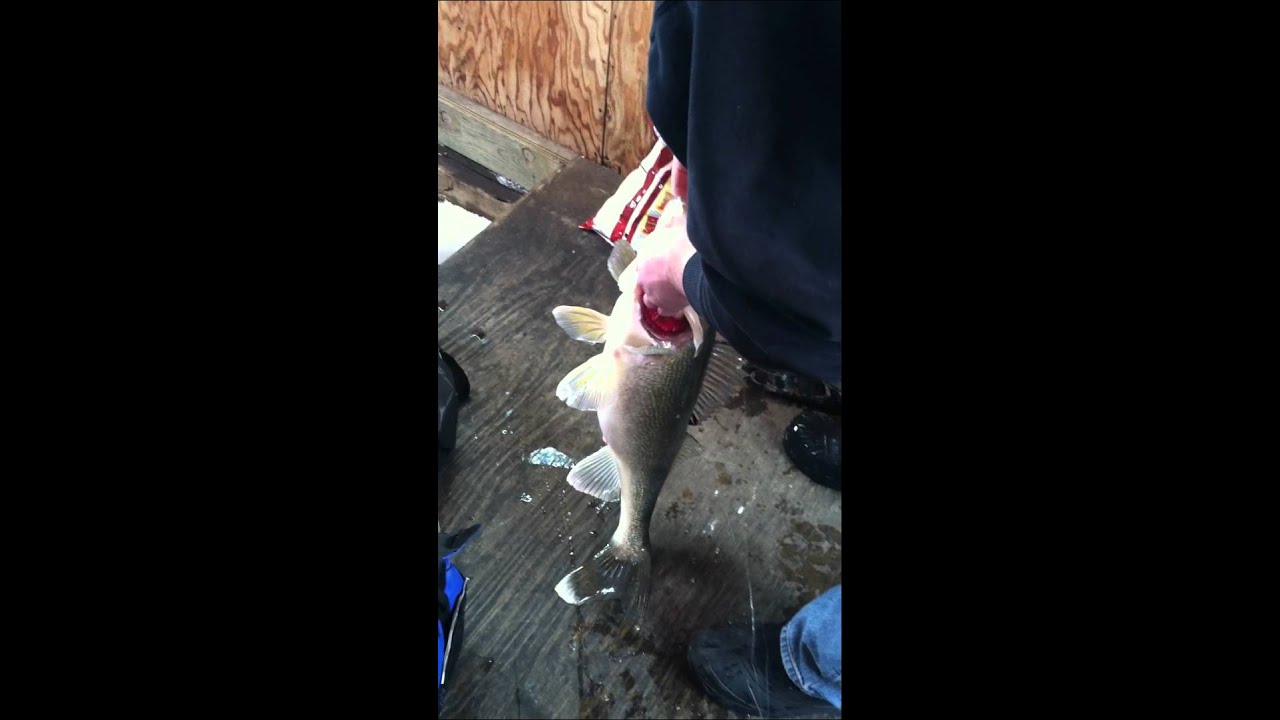 30 inch walleye at Sportsman's Lodge - YouTube