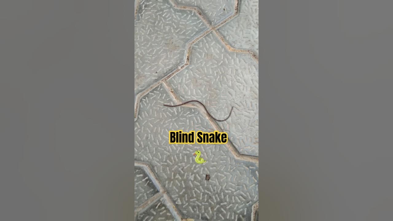 दुनियां का सबसे छोटा सांप | World's Smallest Snake #wildlifelovers # ...