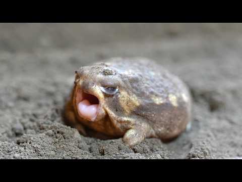 Rain frogs, wake up. Cute assortment 🎁 9