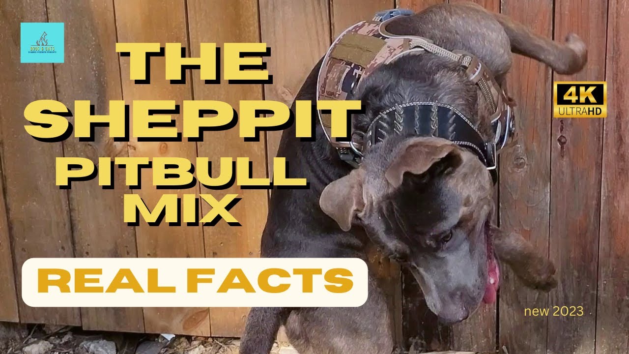 FACTS ABOUT THE SHEPPIT MIX BREED DOG - YouTube
