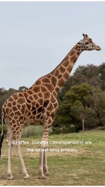 Girraffe #wildlife #animals #facts #mrgirraffe - YouTube