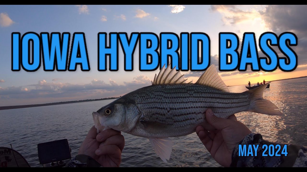 Chasing Iowa Wipers Day 2 | Rage Minnows VMC Moon Eyes Panther Martin ...