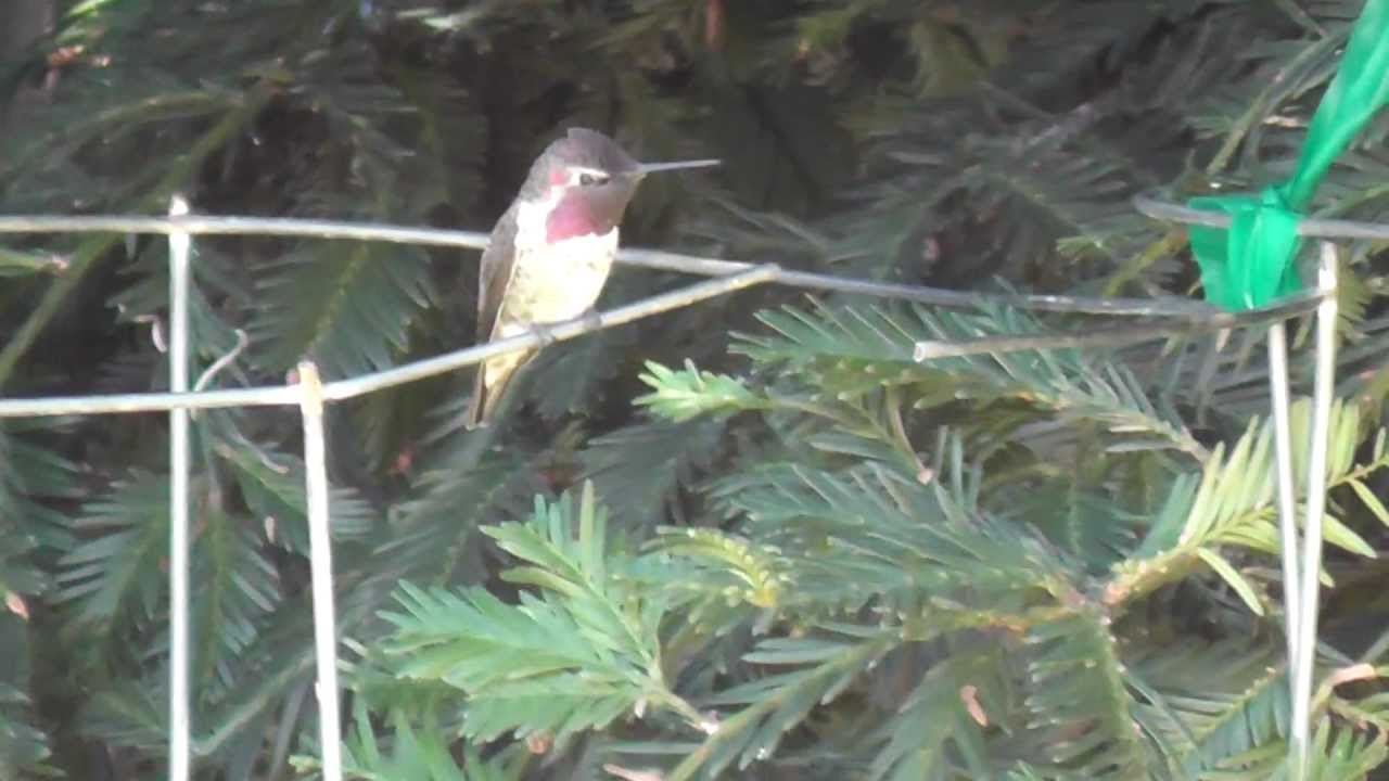 chirping singing talking hummingbird noises panasonic 1080p hd ...