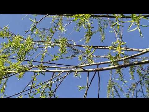 Təbiətin doğal səsləri.#quşsesleri#tebietsesleri#soonvideo #yazfesli#gözeltebietmenzereleri