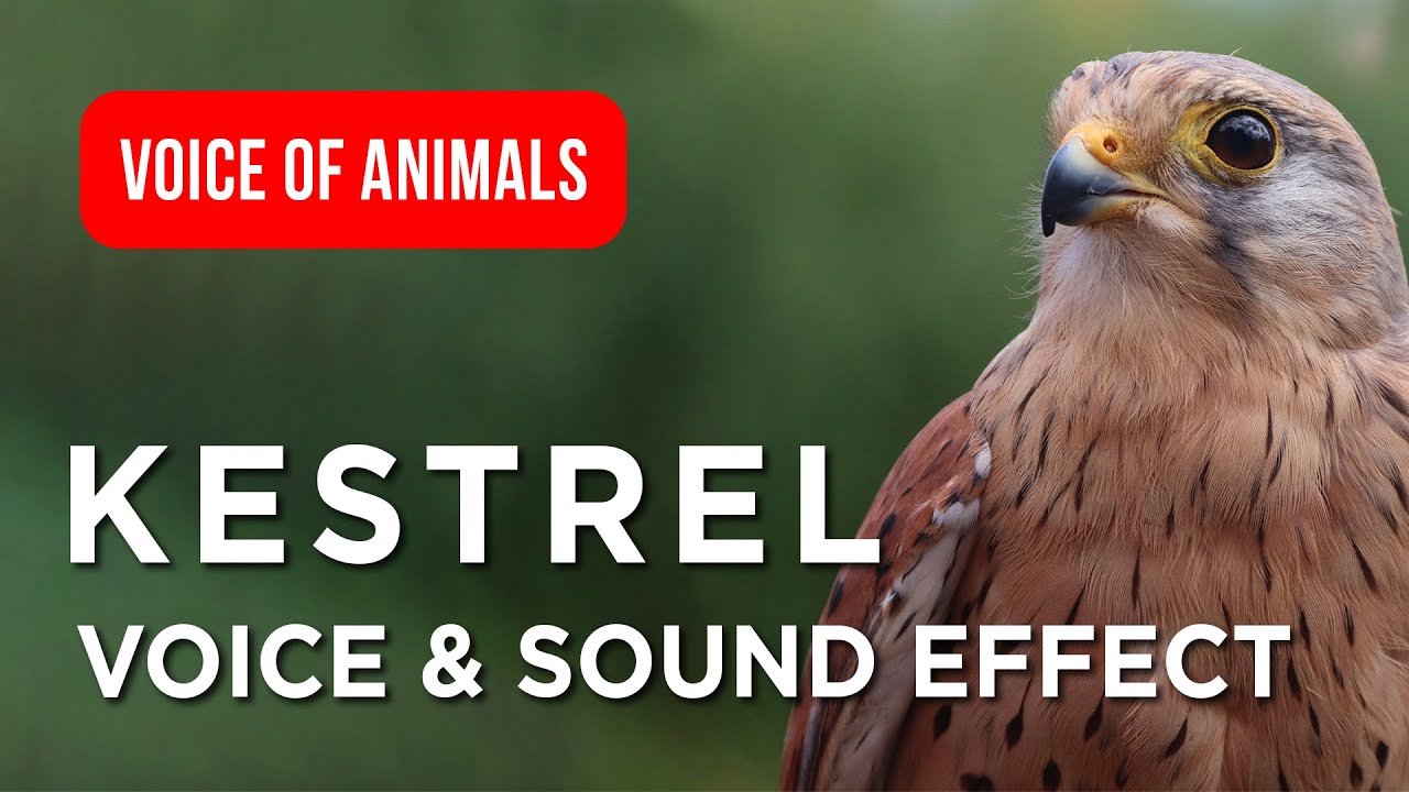 Kestrel Voice & Original Sound for Kids, Noise of Kestrels 🦅 #birds # ...