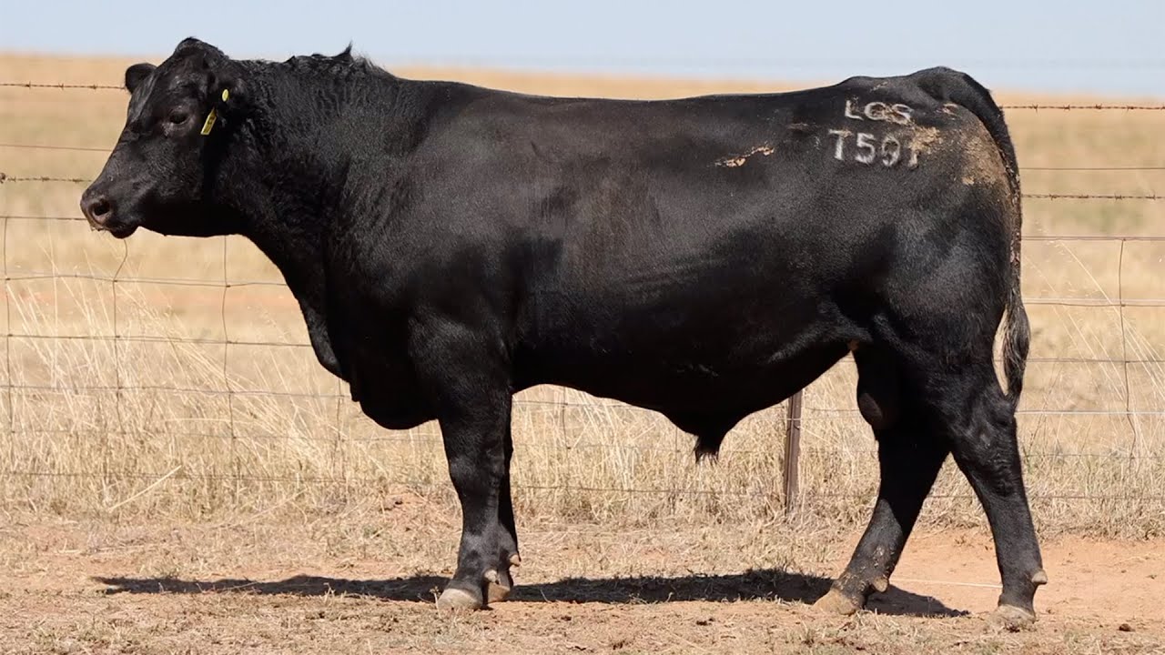 Lot 55 LGS22T591 Sprys Rocky T591 2024 - YouTube