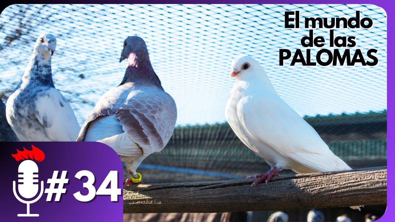 🎙️ El MUNDO de las PALOMAS | Podcast #34 con EXPERTOS en COLOMBICULTURA ...
