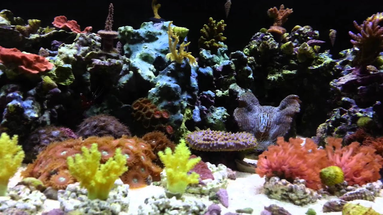Jason'S 80 Gallon Frag REEF (ReAL ReeF ROCK!) - YouTube