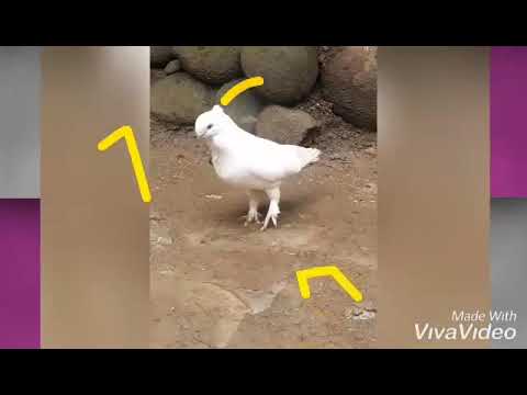 Made with Viva video Sample with romantic music♥️♥️♥️♥️♥️