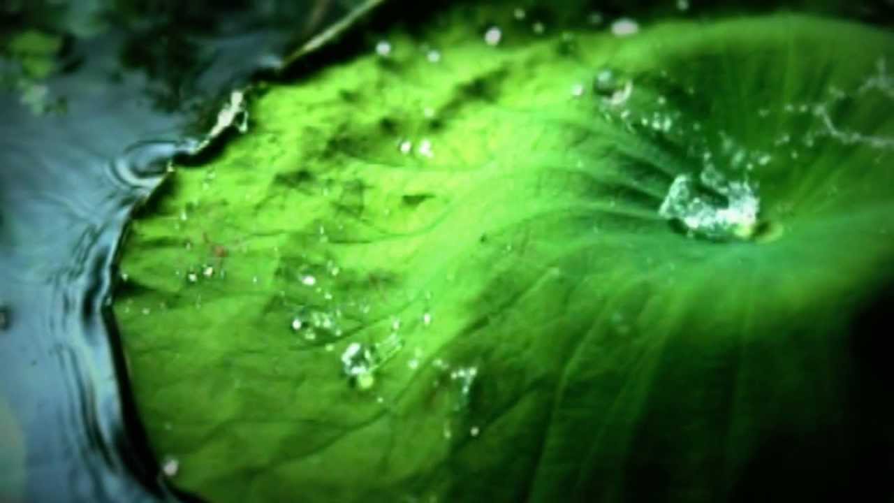 The Flashbulb - Undiscovered Colors (BBC.Invisible Worlds).mp4 - YouTube