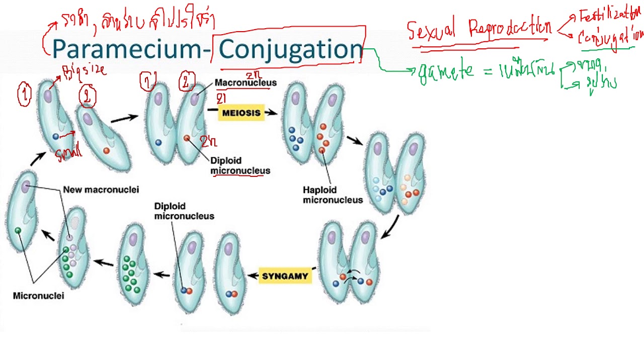 Ep2 Sexual Reproduction Conjugation Biologykpuooum Youtube