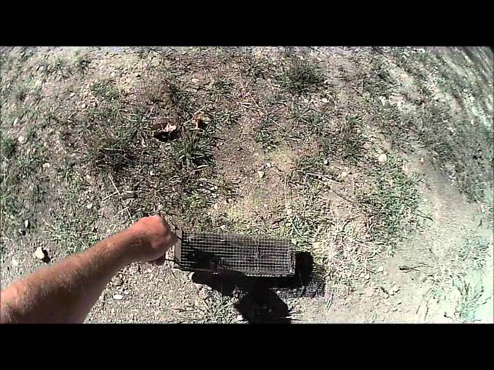 remise en liberté d'un lérot (rat fruitier) 2 - YouTube