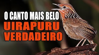 Canto do Uirapuru - Relaxe ouvindo o belo canto do Uirapuru-Verdadeiro