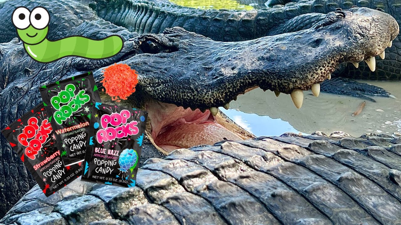 Eating Leeches & Poprocks & Feeding Alligators‼️‼️ - YouTube