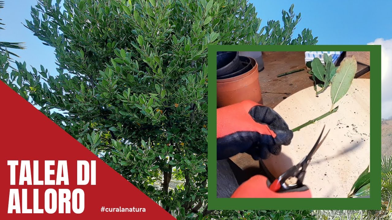Talea Di Alloro. Come Moltiplicare Una Pianta Di Laurus Nobilis. - YouTube