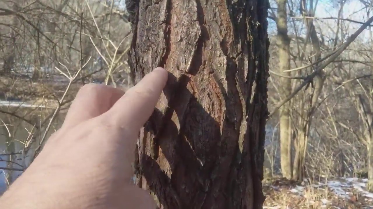 Kentucky Coffeetree bark, seed pods and winter appearance - YouTube