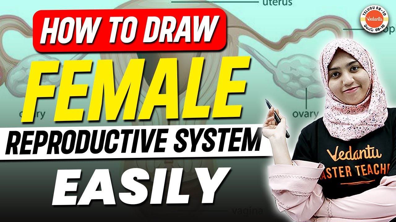 How to draw female reproductive system easily | Sumiya Ma'am ...