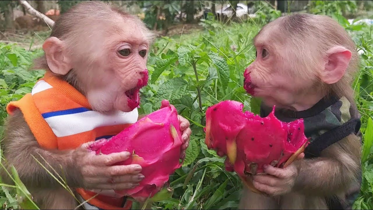 Mimi Kuku eats fruit and plays with super cute puppies and baby goats ...