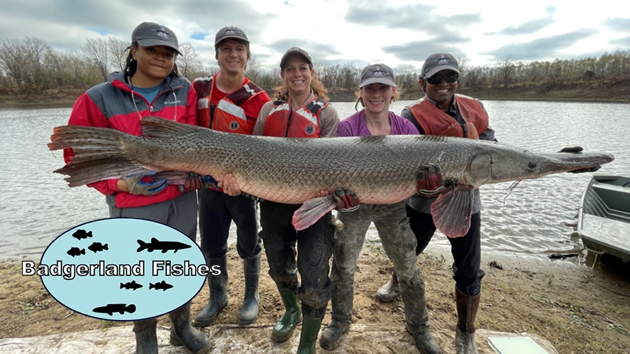 Tagging MASSIVE Alligator Gar at a Protected Refuge - YouTube