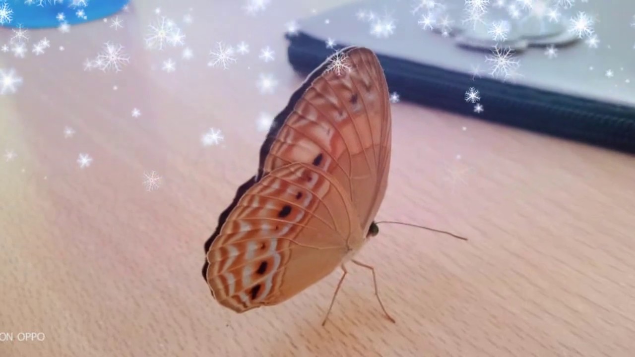 MasyaAllah Kupu-Kupu Cantik Cupha maeonides_ Dari Desa Lakea SULTENG ...