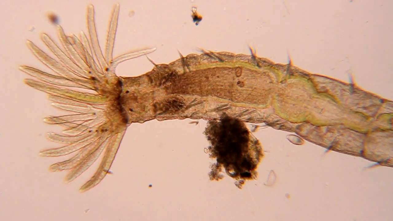 Freshwater polychaete worm - YouTube