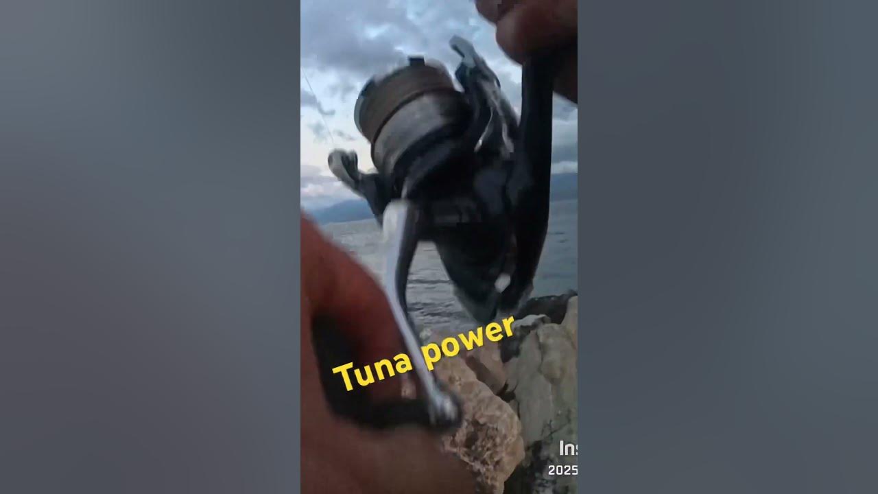 Tuna power #95h #fishing #fish #shimano #tuna - YouTube