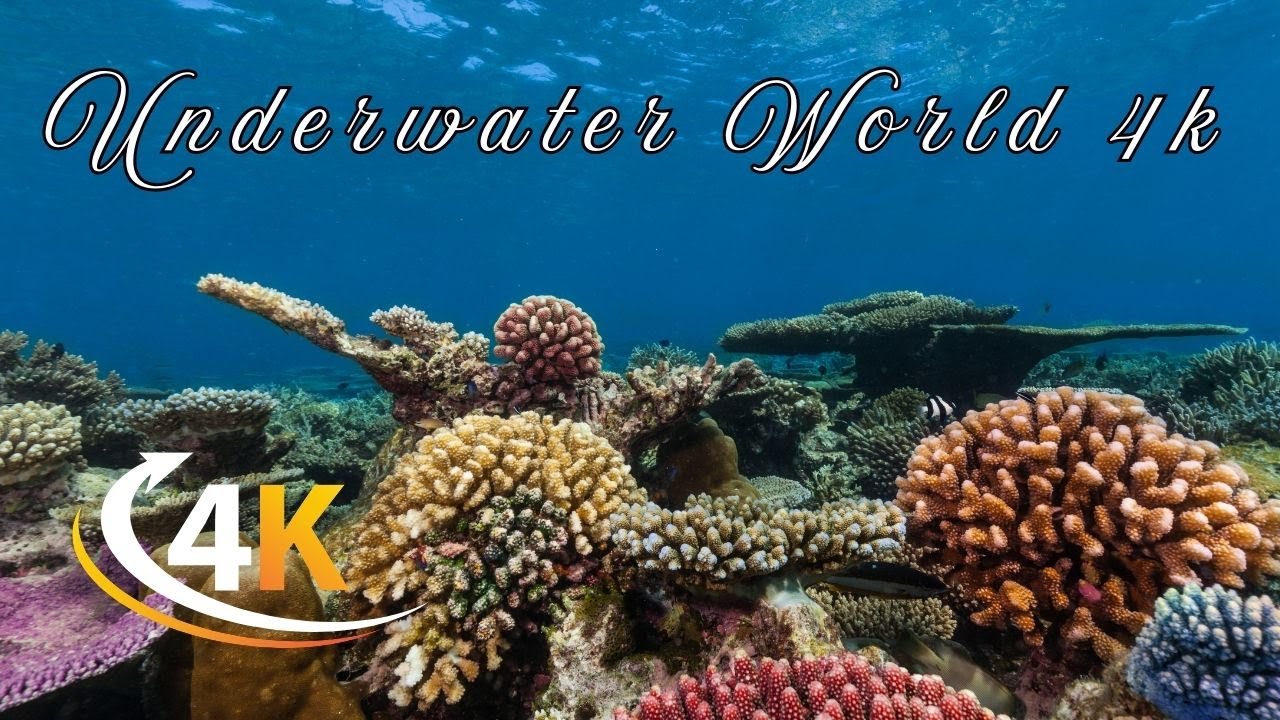 Underwater World 4K ULTRA HD – Marine Life, Sea Animals and Coral Reef ...