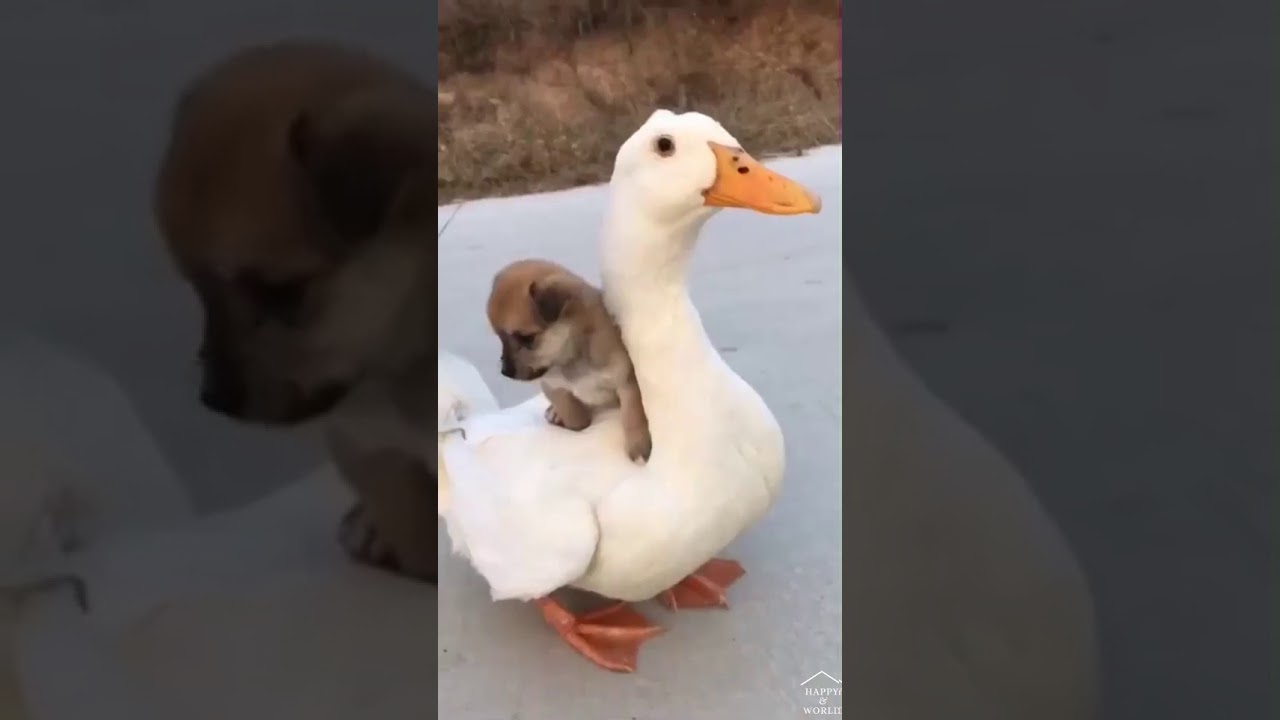 Puppy takes a ride on a duck - YouTube