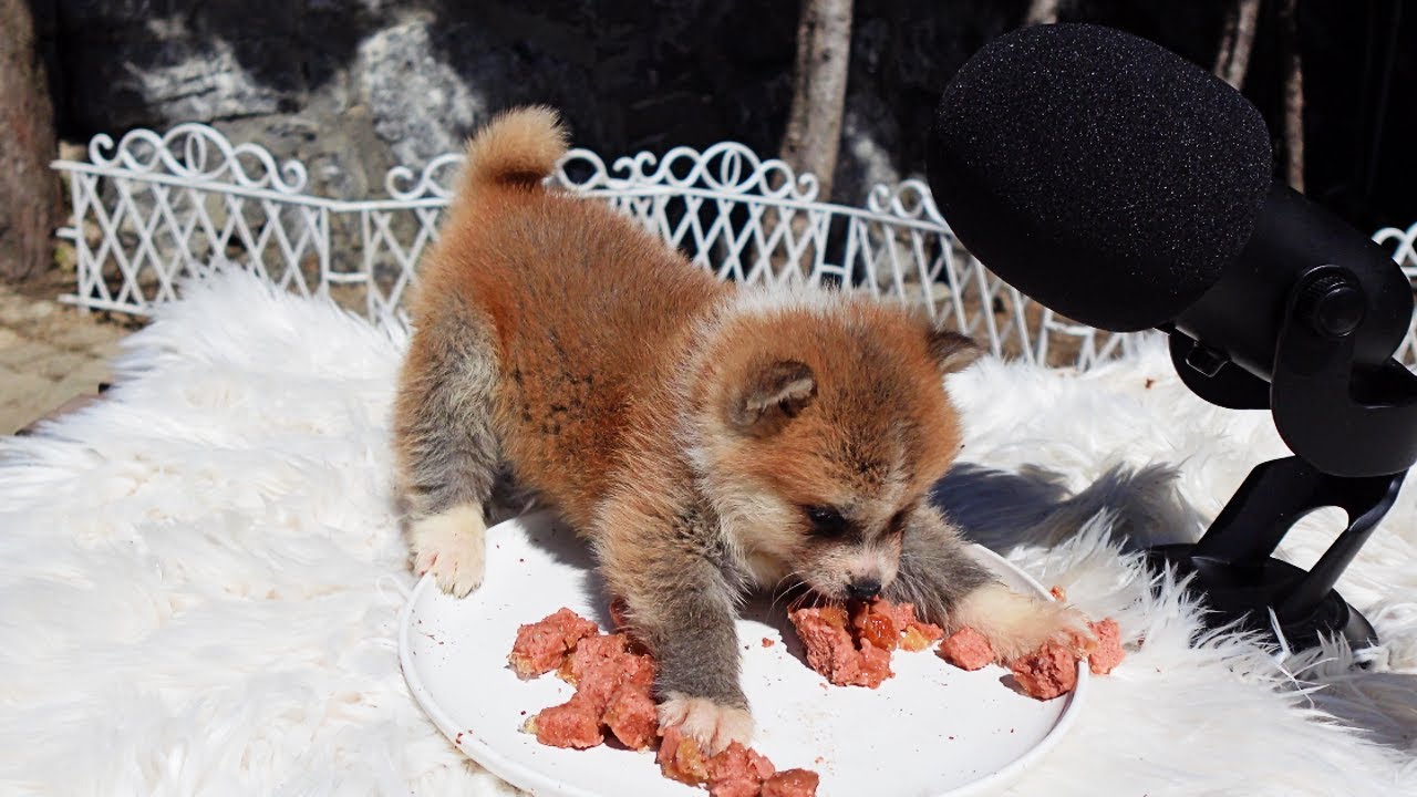 Baby Dog Eating Food ASMR - YouTube