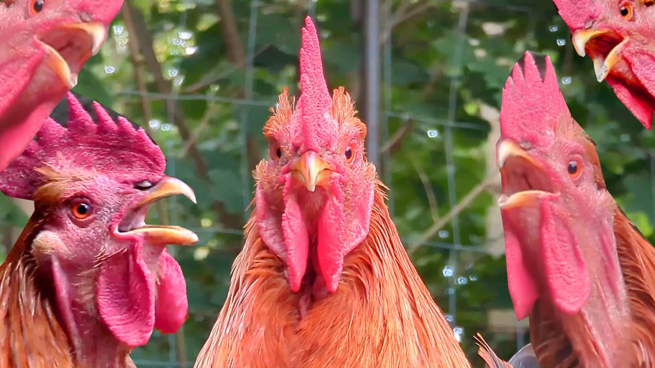 Rooster Crowing Sound ~ Rooster Crowing Sound Effect to Stimulate Your ...
