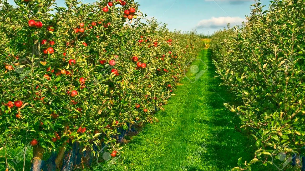 Cosecha natural - YouTube