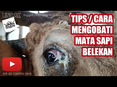 🟢 TIPS / CARA MENGOBATI MATA SAPI BELEKAN. 🟢