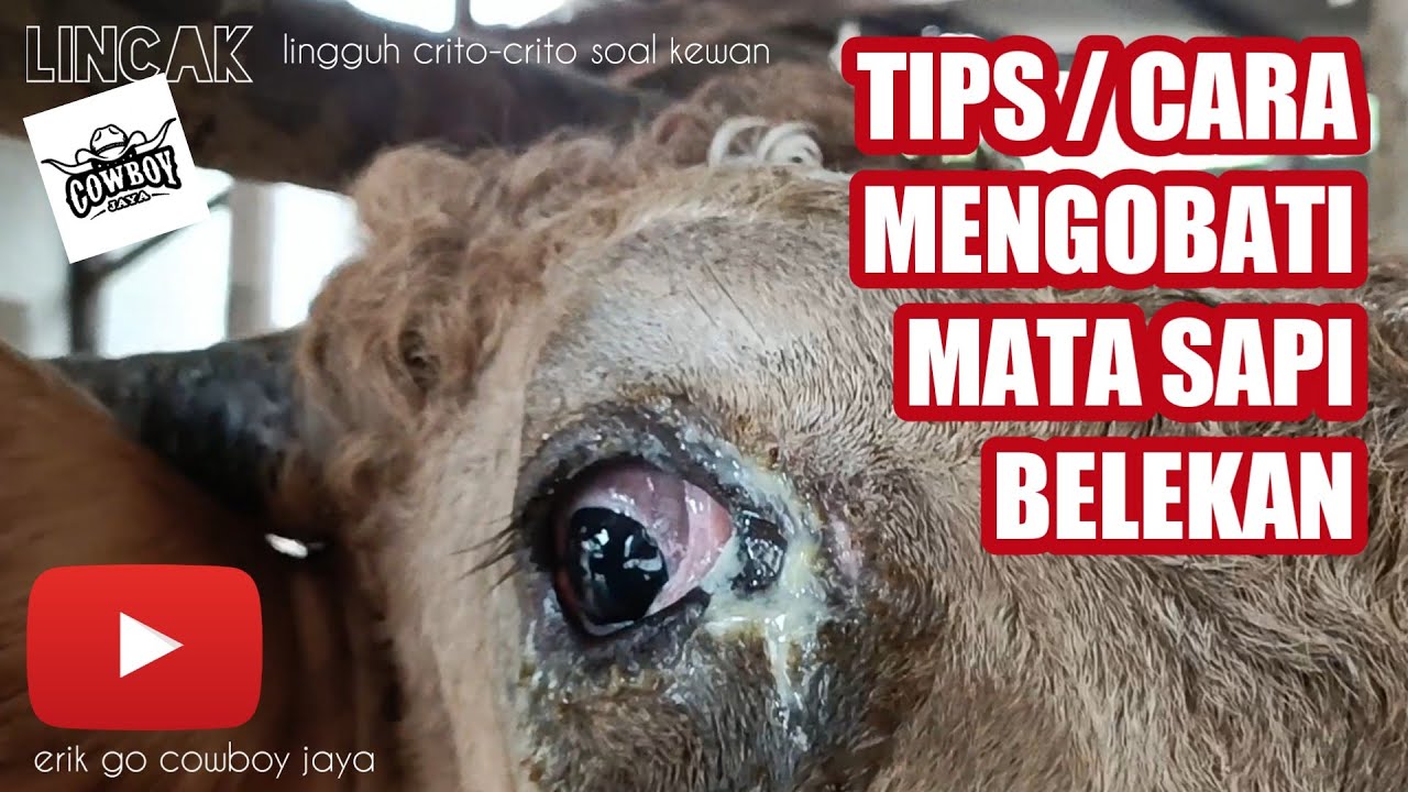 🟢 TIPS / CARA MENGOBATI MATA SAPI BELEKAN. 🟢 - YouTube
