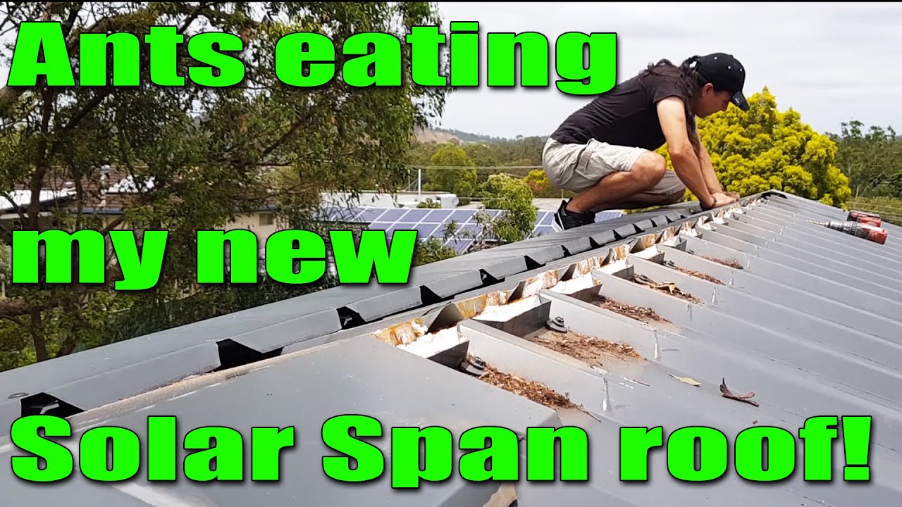 I have ants eating the foam insulation in my new expensive 'Solar Span ...