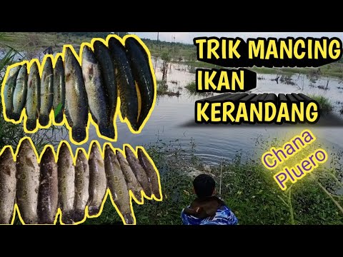 CARA MANCING IKAN KERANDANG ATAU TOMAN BUNGA | Chana Pleurophthalma #64 ...
