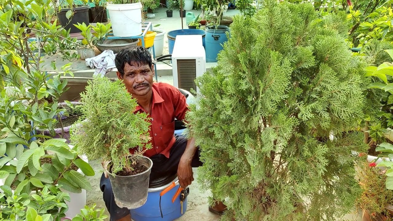 Thuja plant grow from cutting at home - YouTube