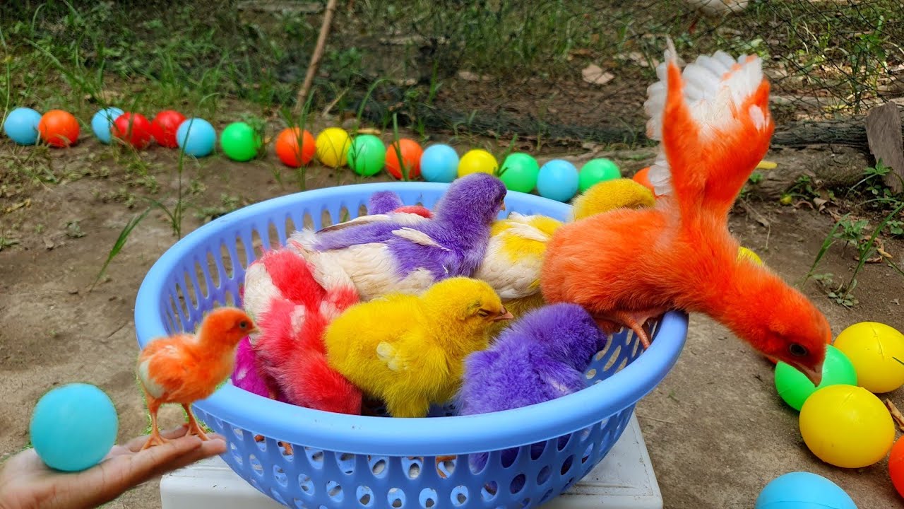 Catching chickens,cute chickens, rainbow chickens,colorful chickens ...