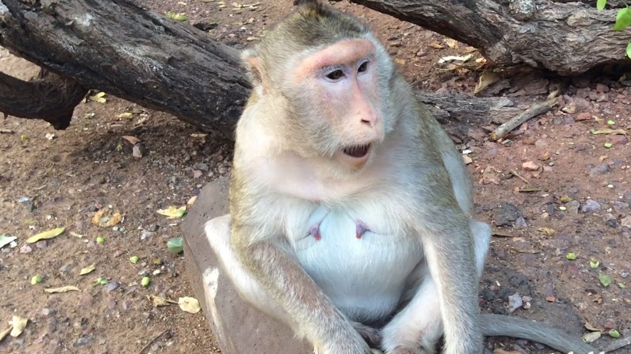 Teenager monkey and the Big monkey eating sugar cane - Monkeys life ...