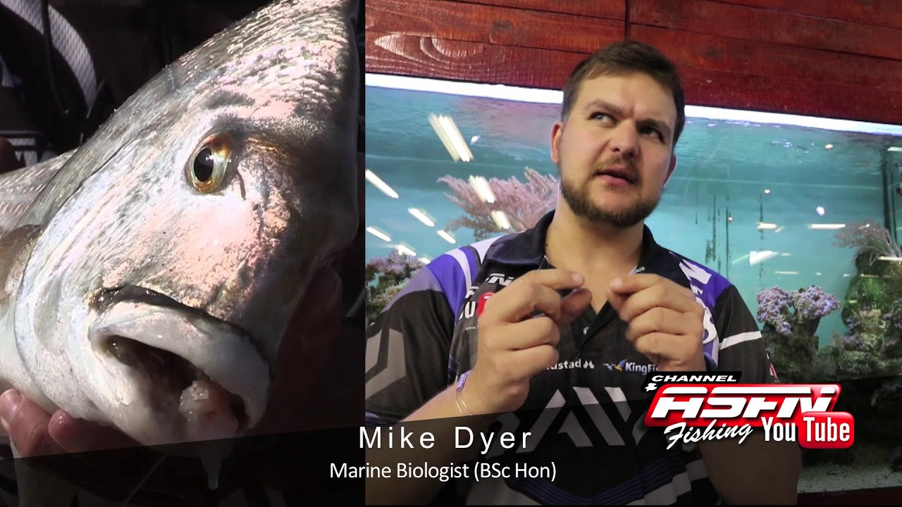 ASFN SPECIES | Natal Stumpnose - YouTube