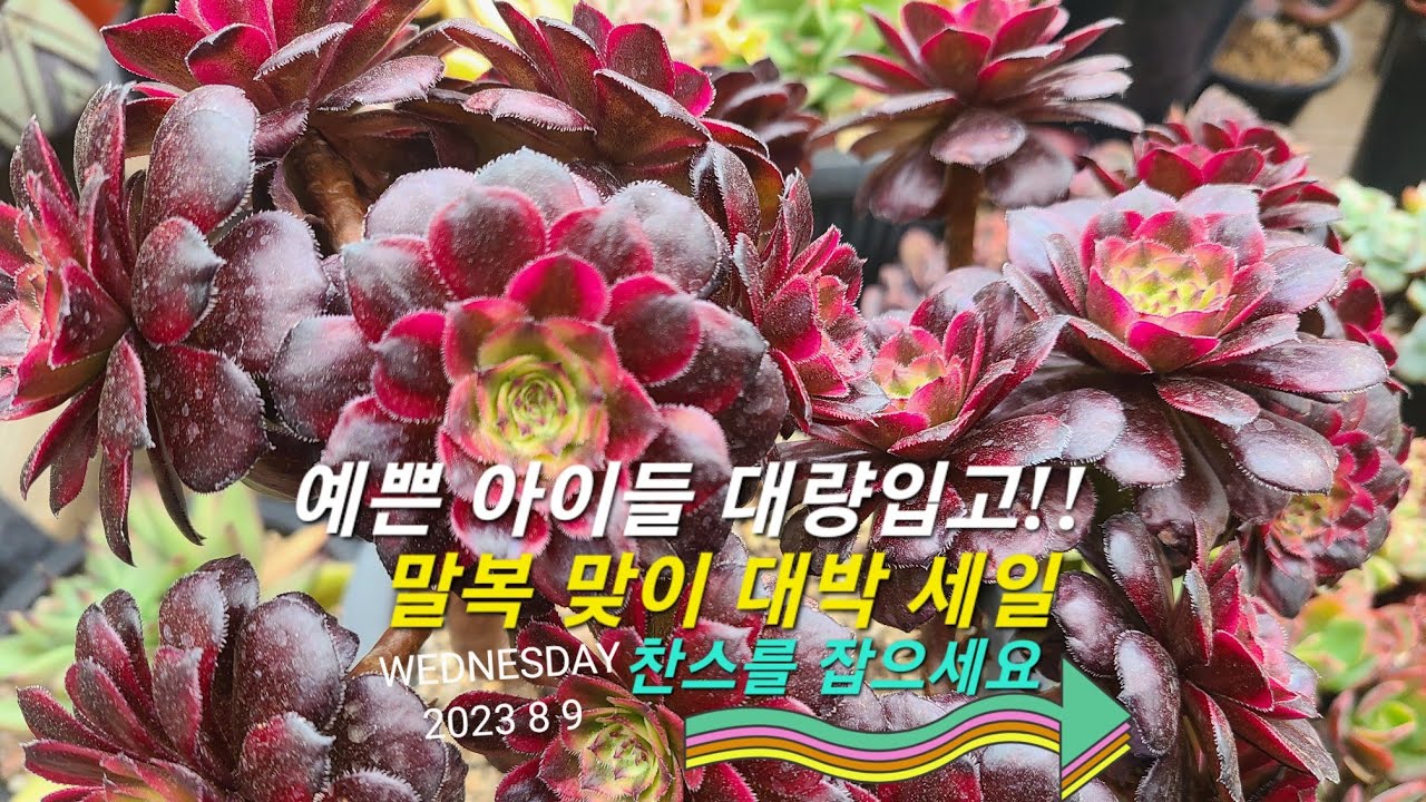 2023년 8월9일多肉植物국민다육 방문구매3개5000원선녀와나무꽃화분다육신상안내다육금화분택배다육택배다육이