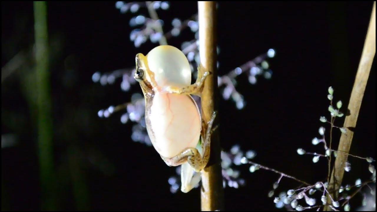 The Most Amazing Croaking Frogs Youtube