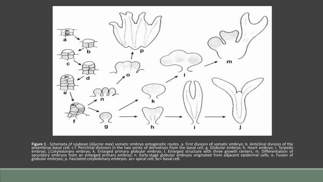 EMBRIOGENESIS SOMATIK PADA COTILEDON MUDA EMBRIO Glicine max - YouTube
