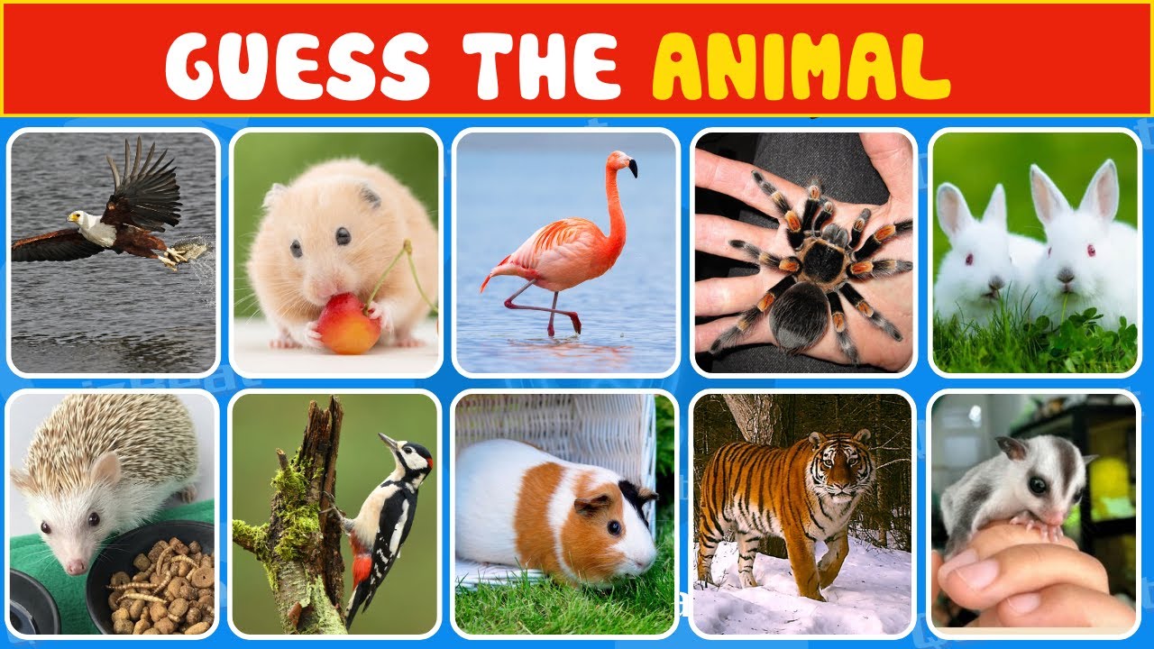 🐶 Guess the Animal | 3-Second Guess the Pet Quiz | Guess the Pet ...